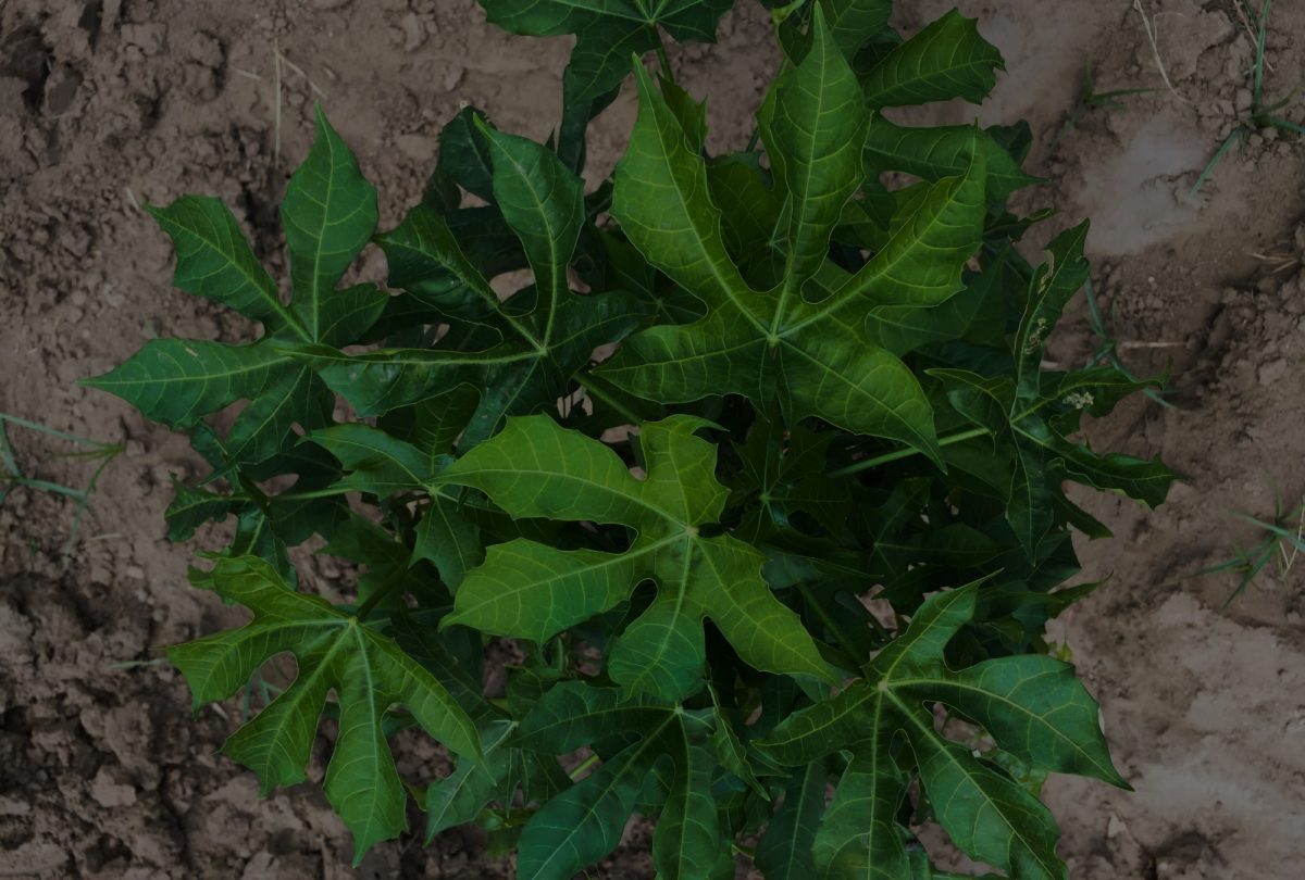 Chaya FAQs & Nutrition Information | MATTER