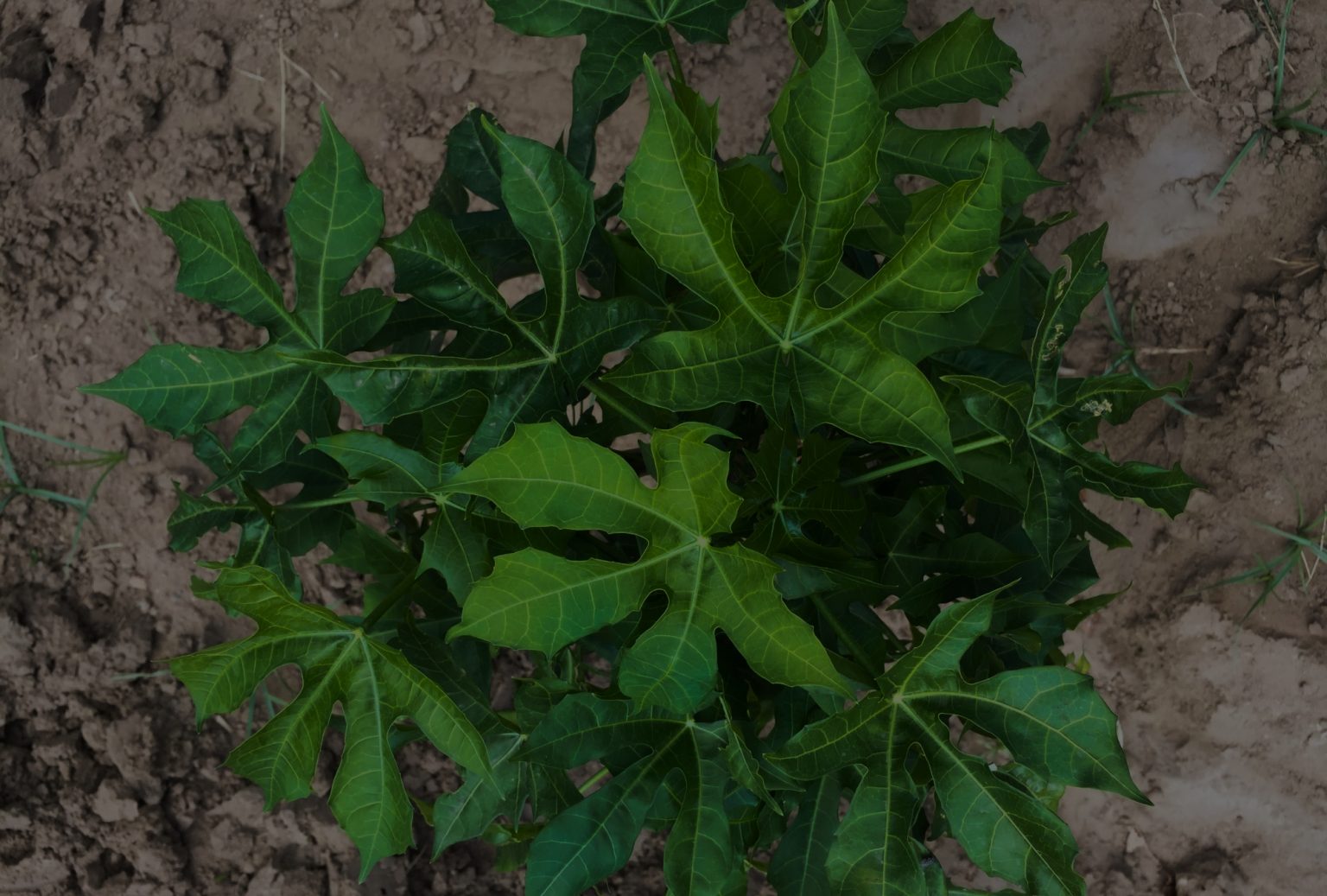 Chaya FAQs & Nutrition Information | MATTER
