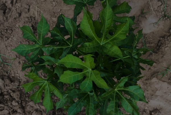 Chaya FAQs & Nutrition Information | MATTER