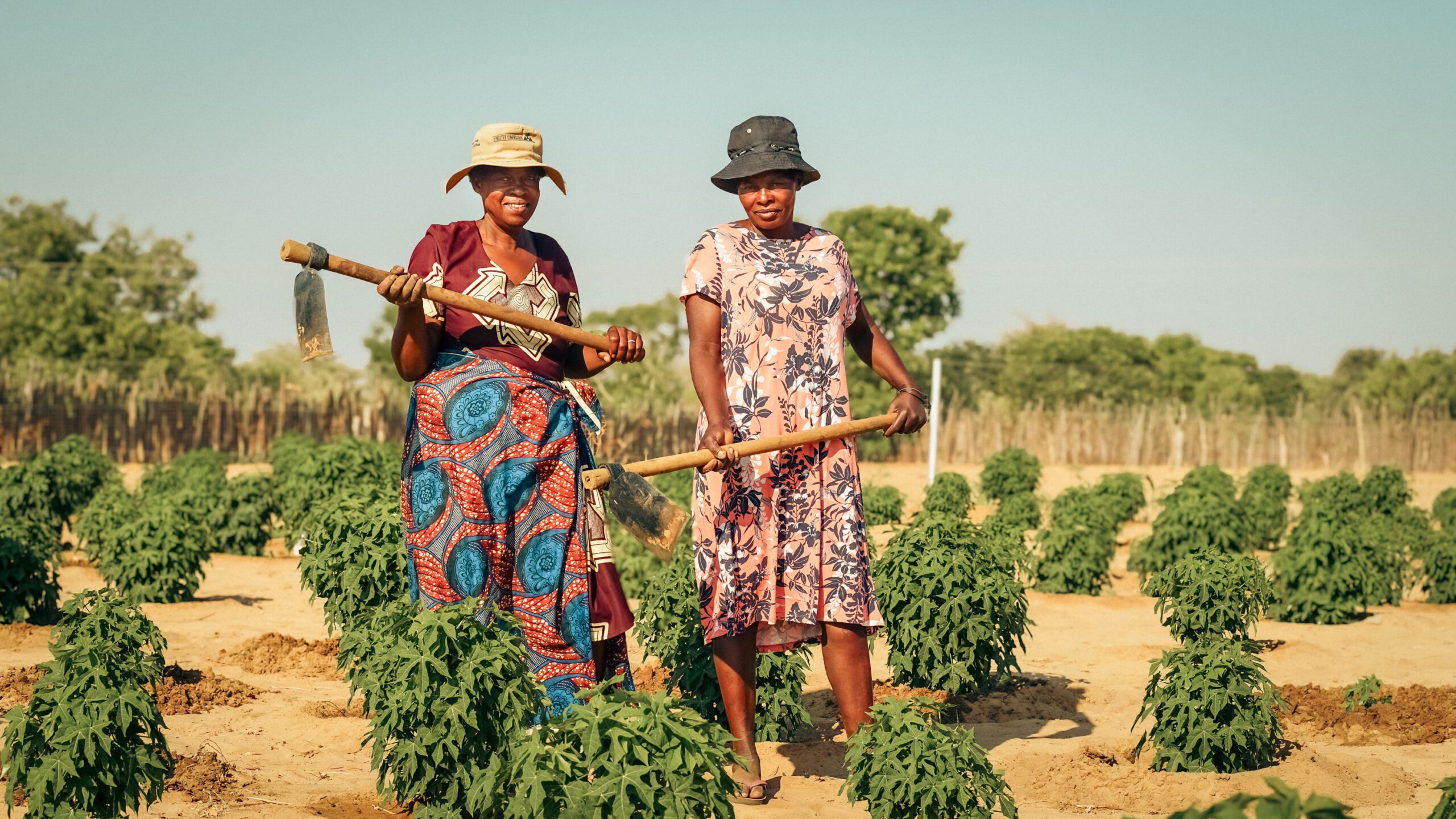 Chaya Tree Project | MATTER