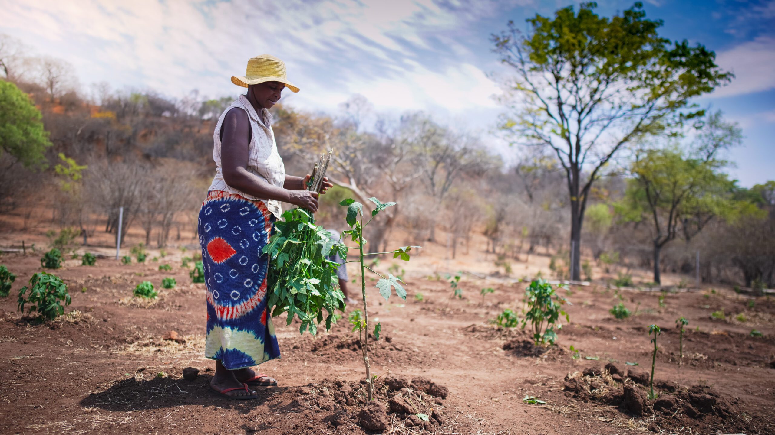 MATTER-Chaya | MATTER